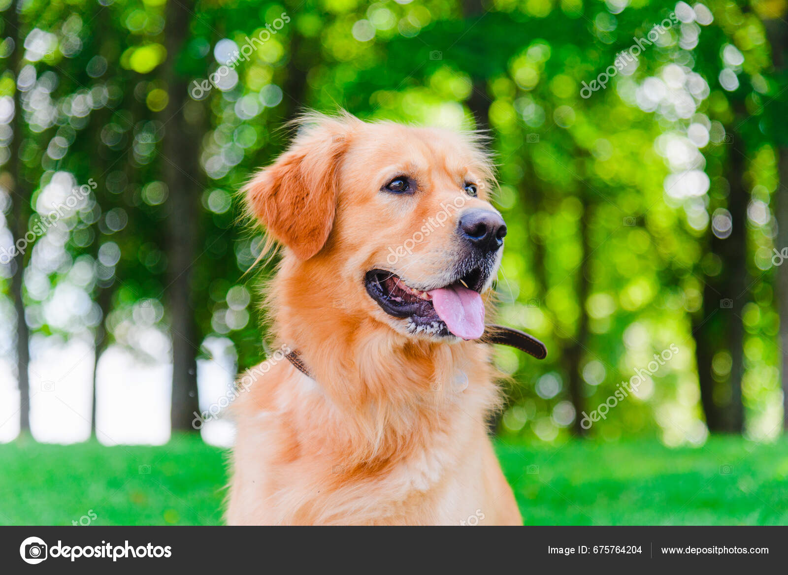 Retrato Perro Labrador Dorado Sentado Sobre Hierba Sobre Fondo Bosque ...
