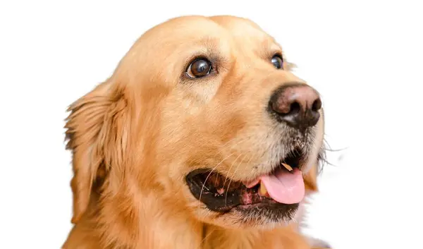 Transparent image background Stock Photos, Royalty Free Transparent ...