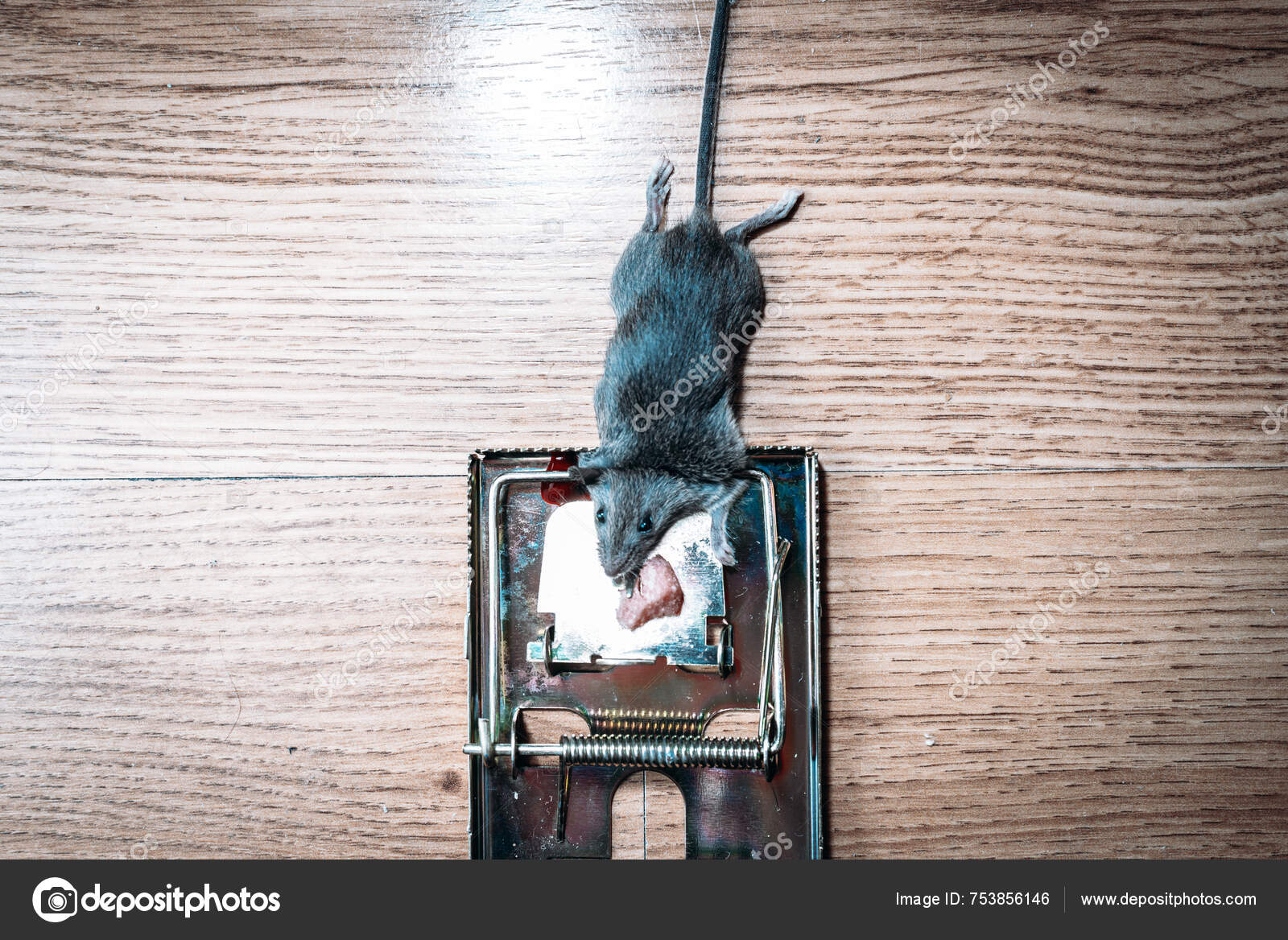 Gray Mouse Pressed Dead Mousetrap Home Concept Unwanted Residential ...
