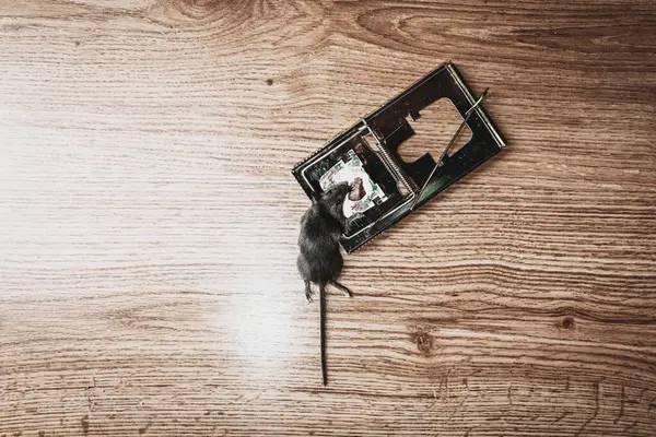 Old mouse Stock Photos, Royalty Free Old mouse Images | Depositphotos