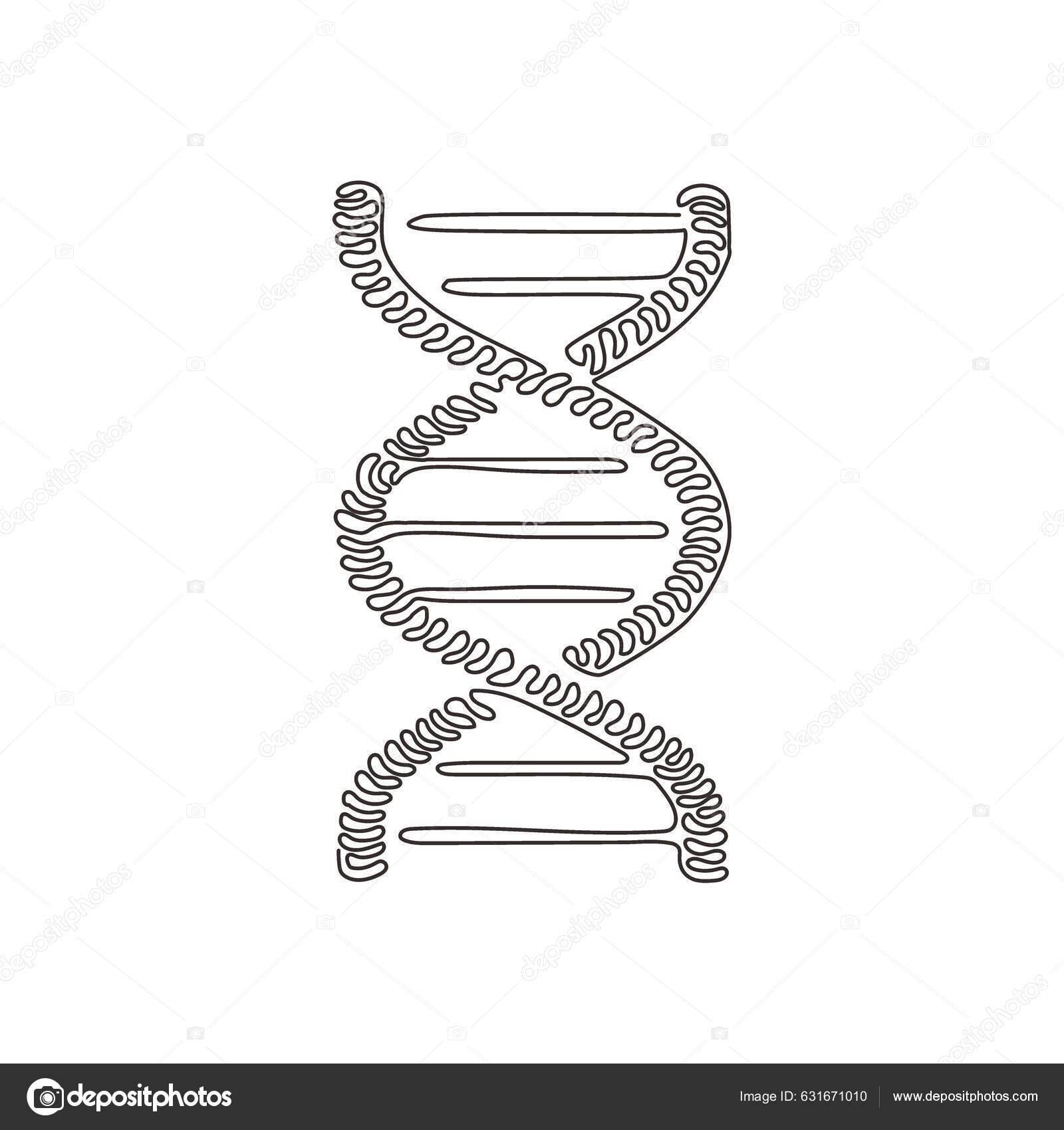 Continuous One Line Drawing Dna Icons Life Gene Model Bio Stock Vector ...