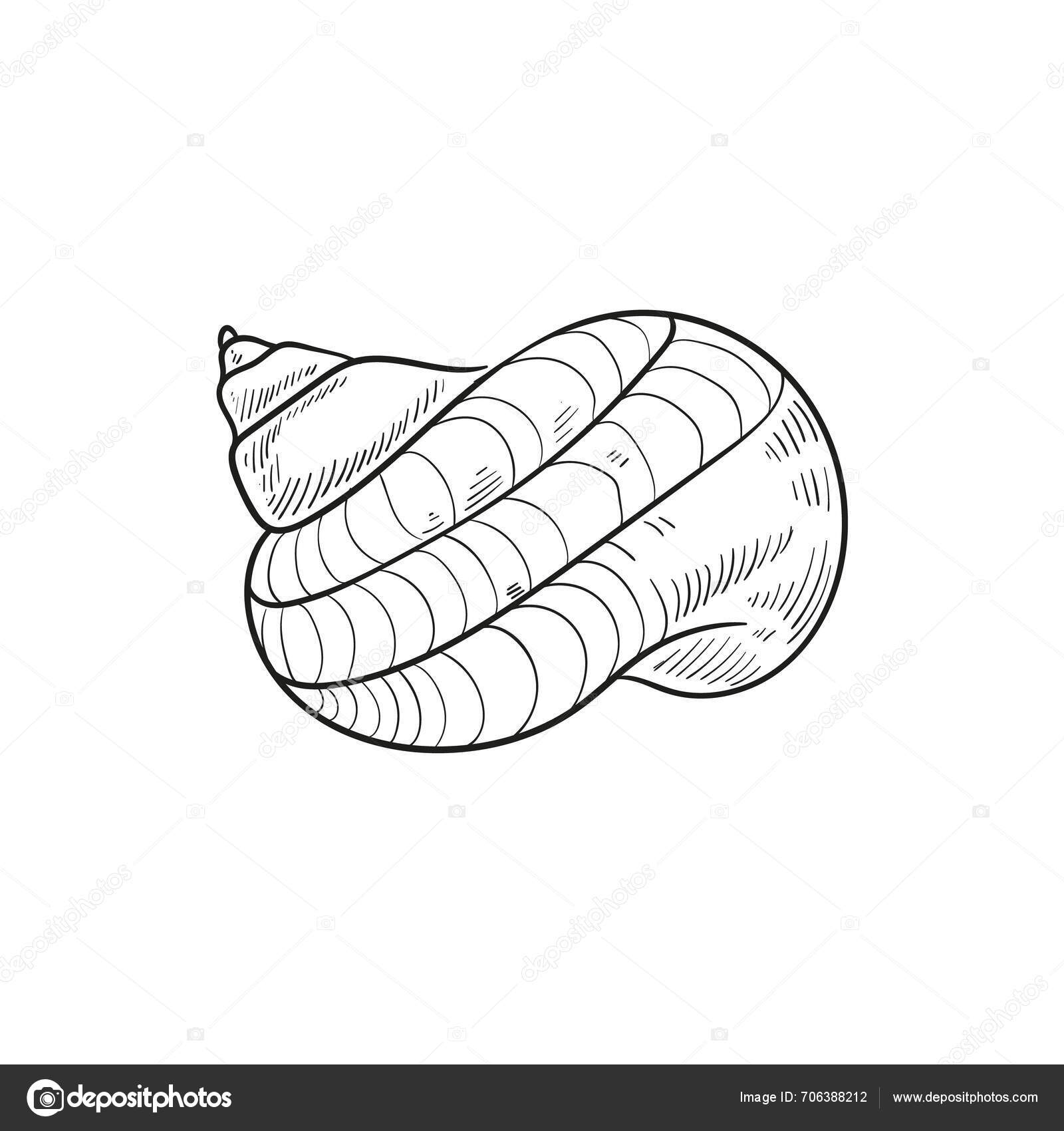 Hand Drawn Engraved Line Illustrations Realistic Mollusk Shells Various ...