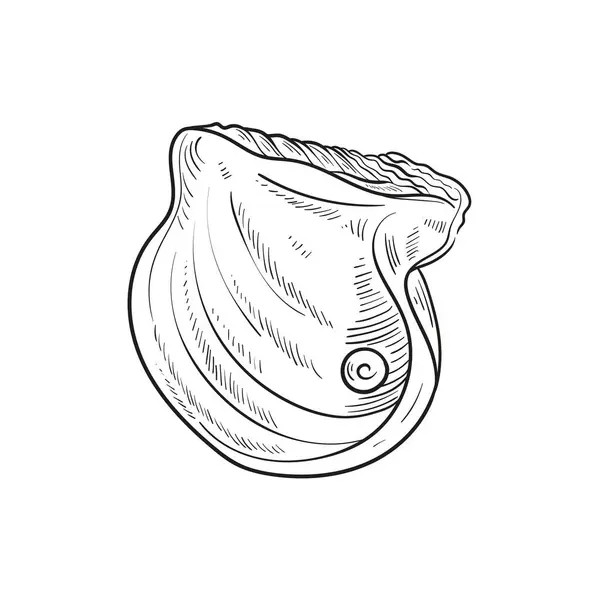 Grupo De Conchas Clipart