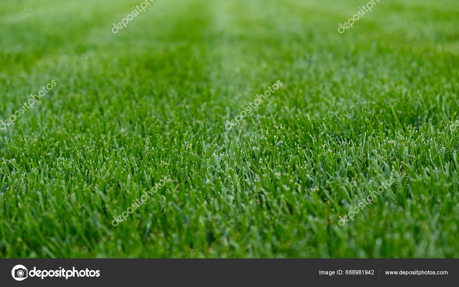 Close Green Grass Natural Greenery Texture Lawn Garden Stripes Mowing ...