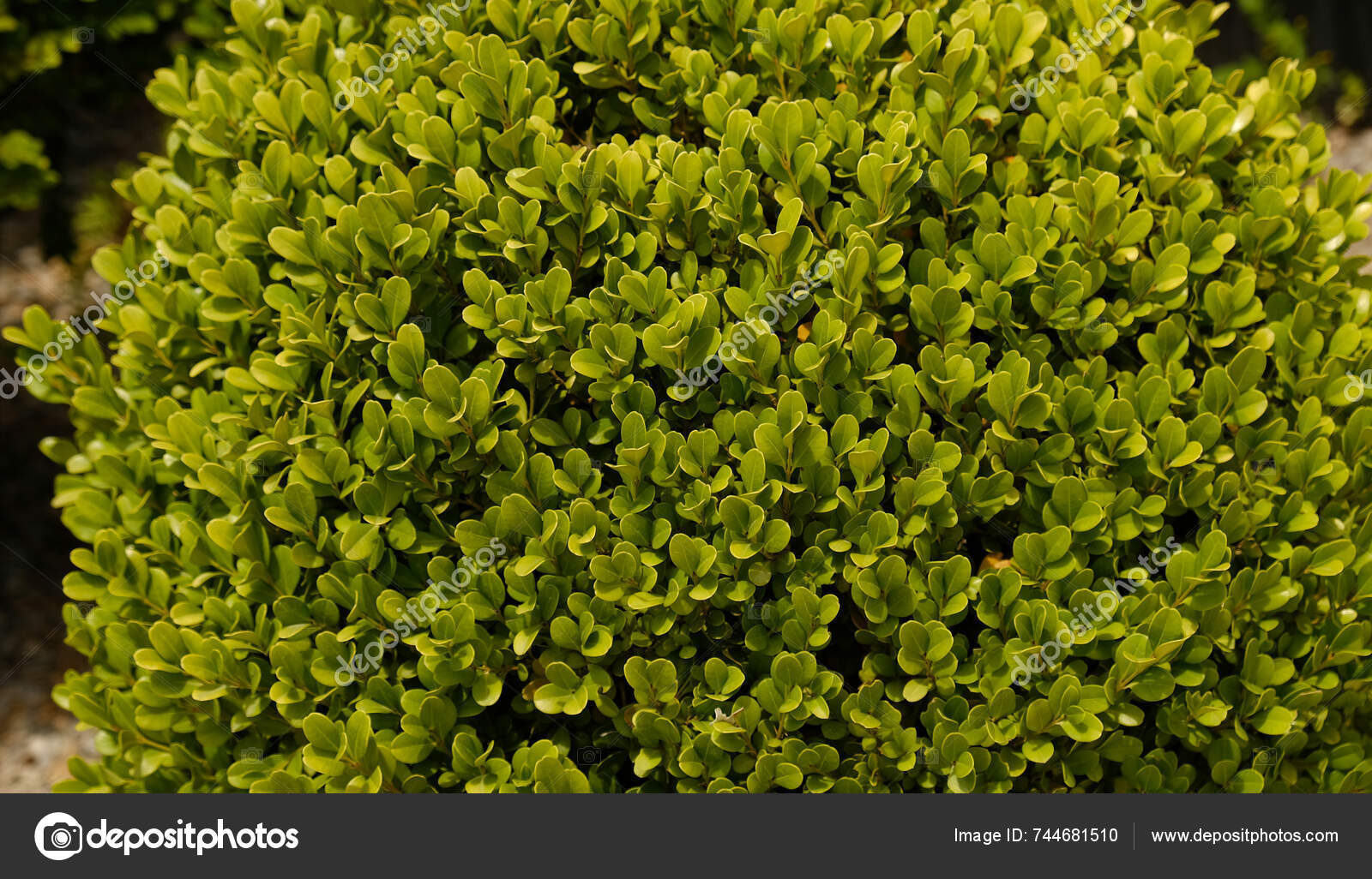 Texture Green Leaves Background Boxwood Buxus Sempervirens European Box ...