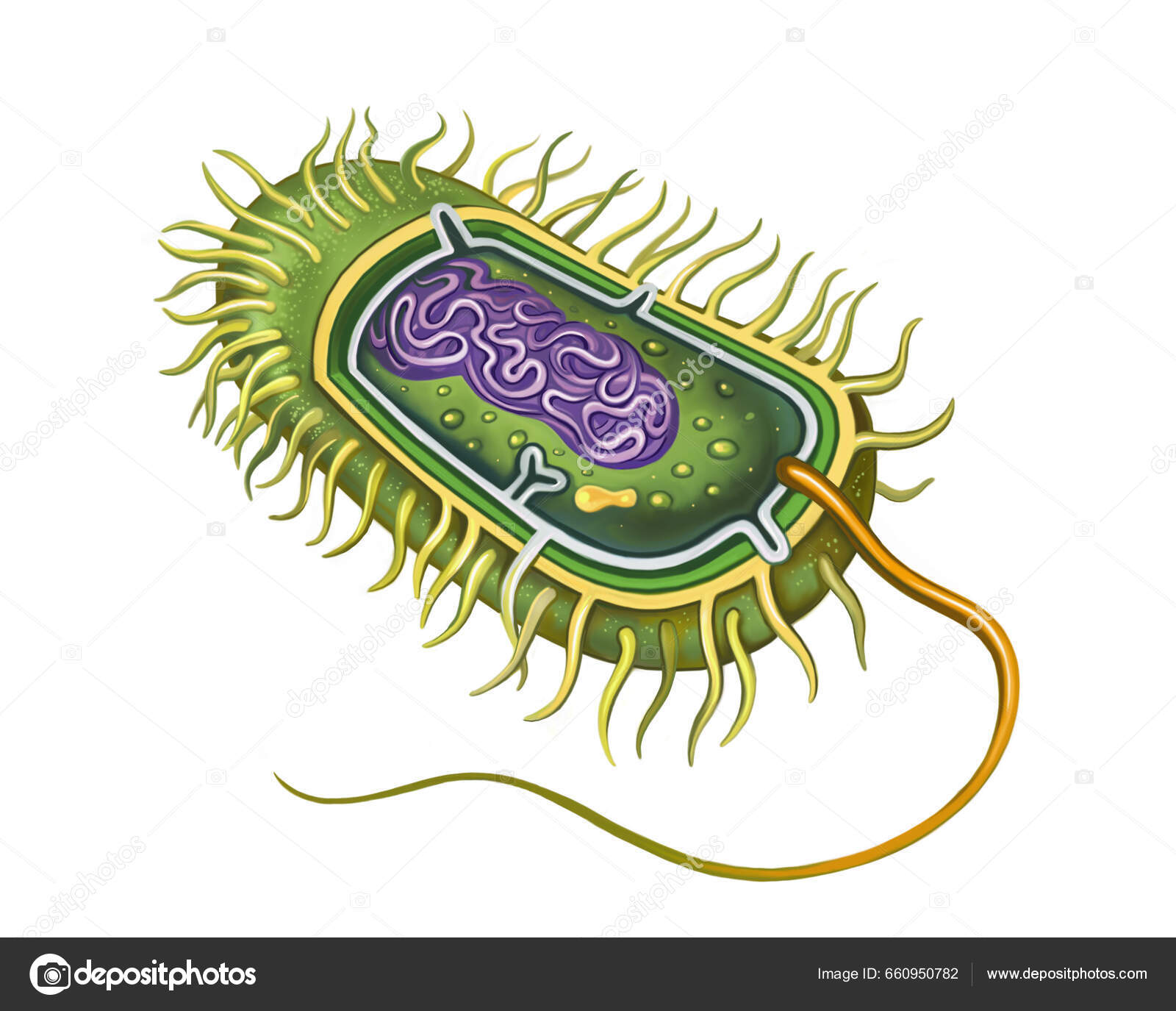 Bacterial Cell Structure Cell Wall