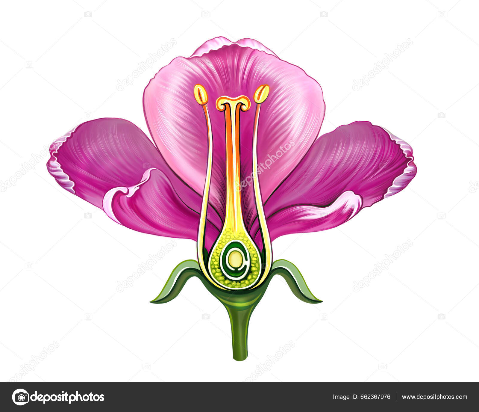 Diagrama Estructura Flores Ilustración Colorida Para Estudiar Anatomía ...