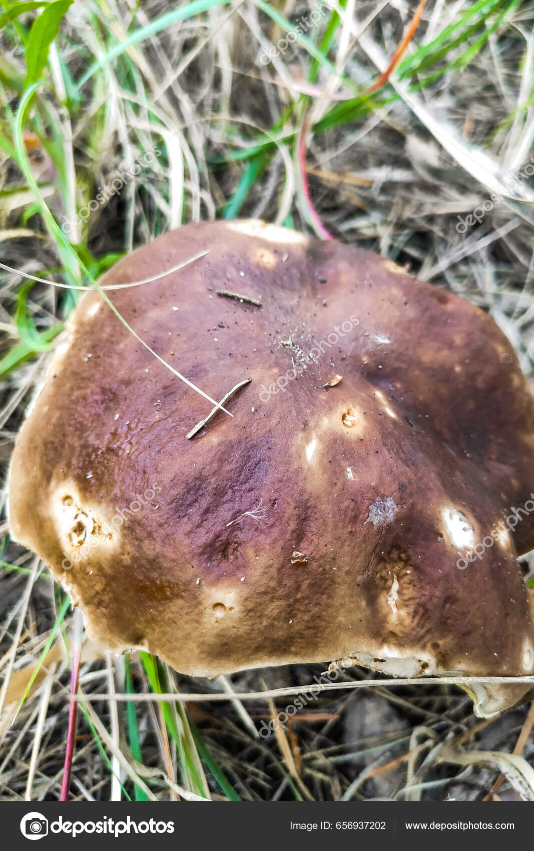 Hongo Grande Boletus Edulis Crece Bosque Coníferas — Foto de stock ...