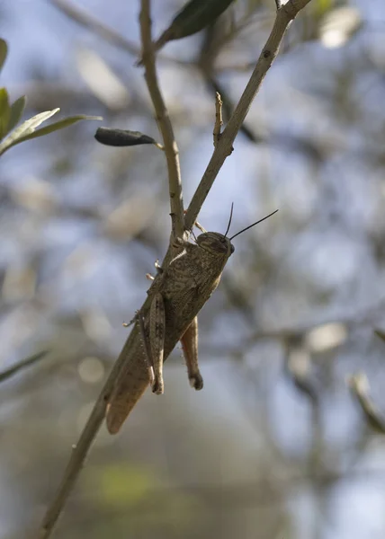 Insects of israel images libres de droit, photos de Insects of israel ...