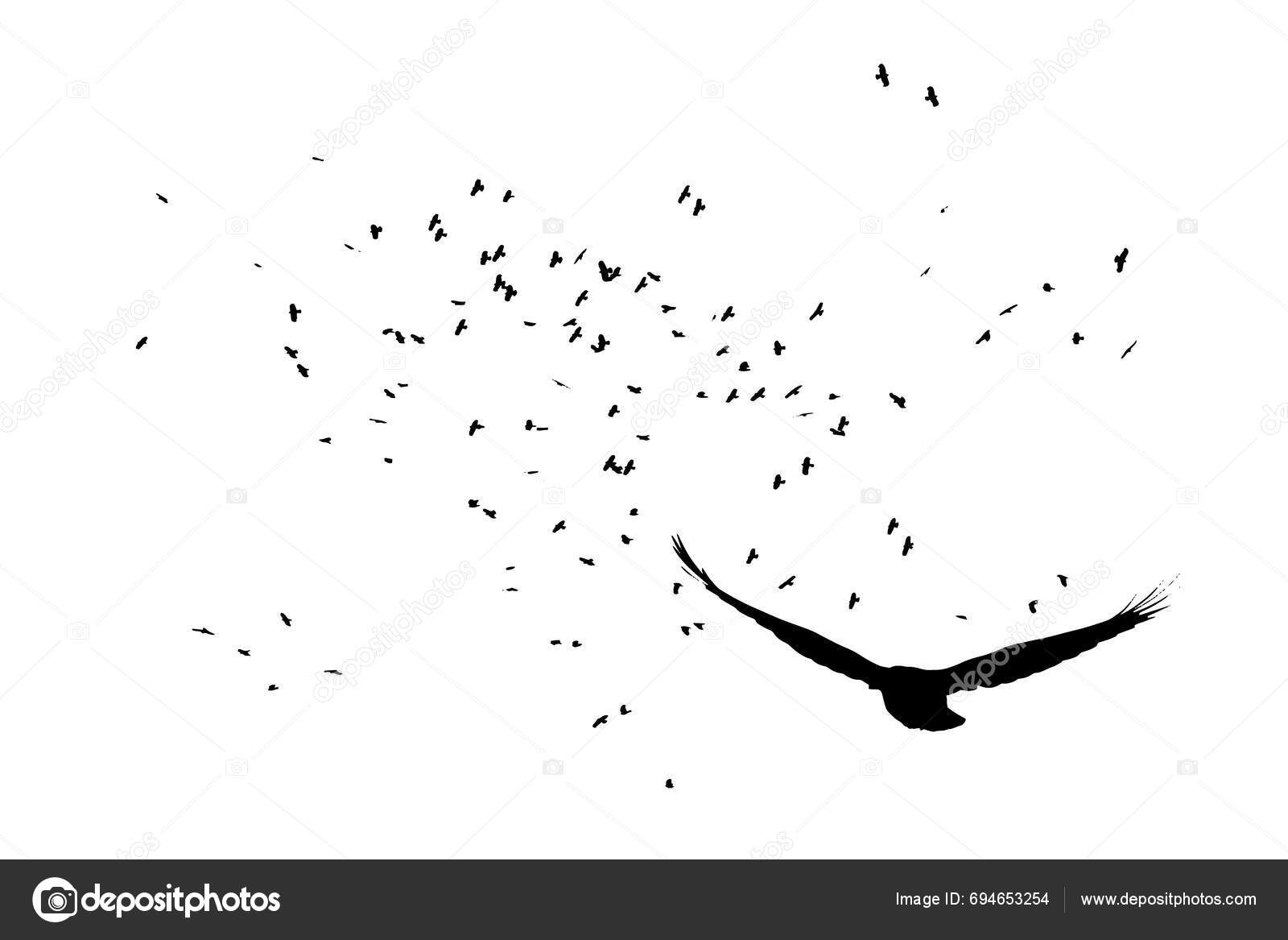Crows Flying Natural View Vector Images White Background Stock Vector ...