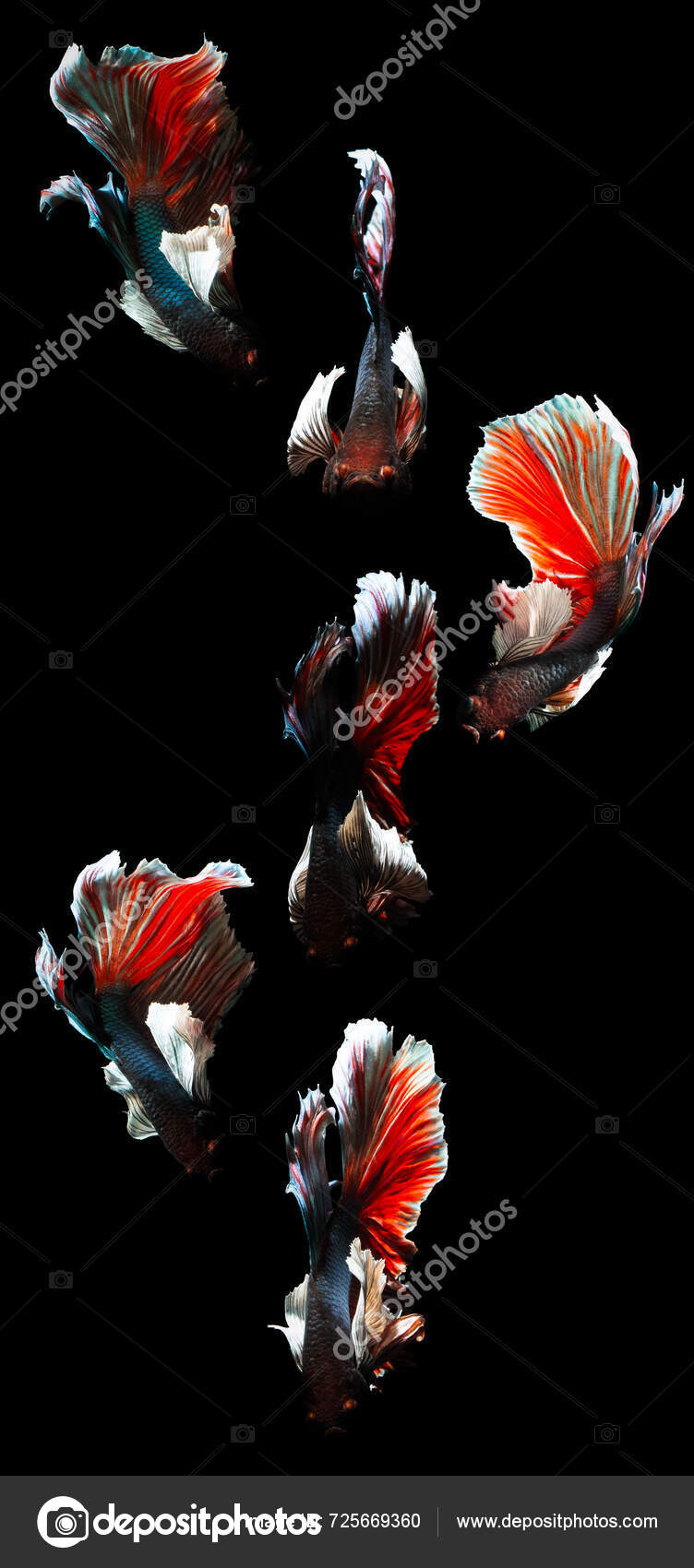 Betta Fish One Most Aesthetic Aquatic Creatures Black Background ...