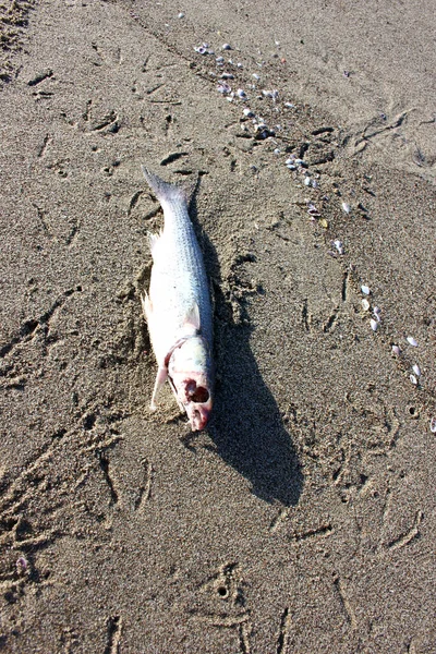 Ataca de praia Stock Photos, Royalty Free Ataca de praia Images ...