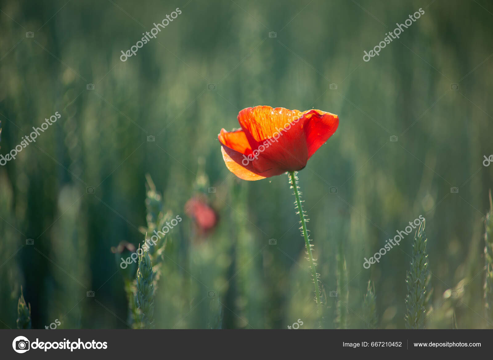 Пізньовесняний Мак Нерозрідженому Пшеничному Полі Угорщина — Стокове ...