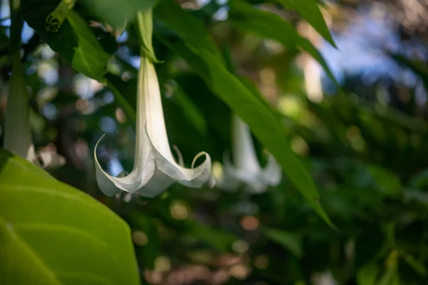 White angels trumpet on blurred green leaves background. Warm light bokeh. Exotic summer nature ...