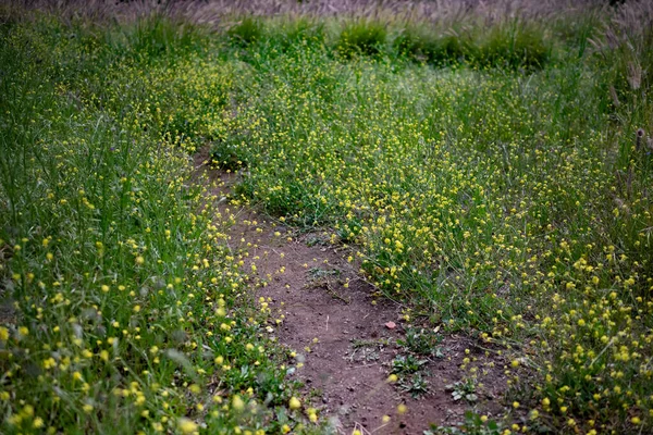 Pathway thru meadow Stock Photos, Royalty Free Pathway thru meadow ...