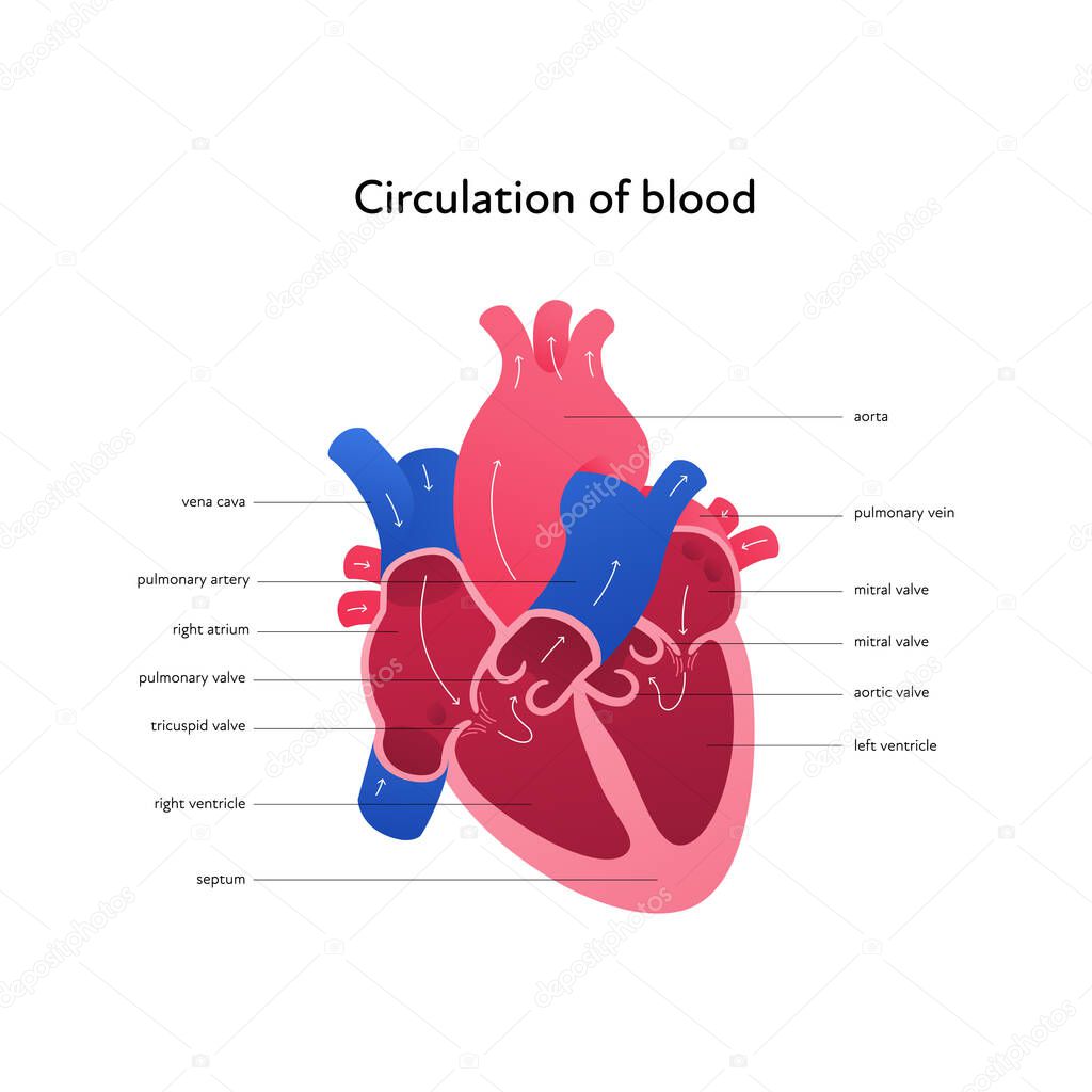 Heart anatomy infographic chart. Vector gradient color illustration ...