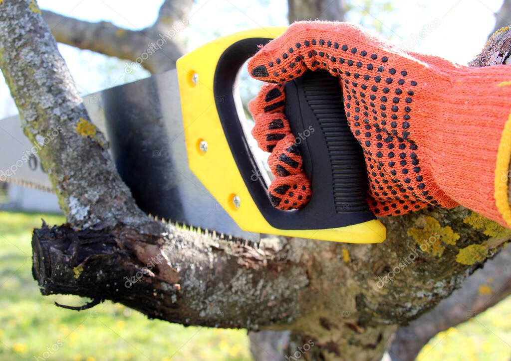 Poda de rboles de primavera. Extracci n de ramas secas y da adas con una sierra. La mano est ...