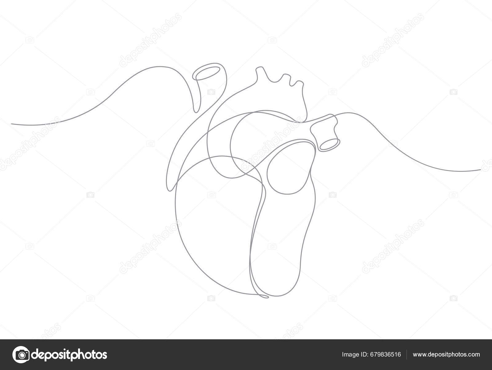 Orgán Lidského Srdce Jedna Čára Kreslení Vektorové Ilustrace Tenká Čára ...