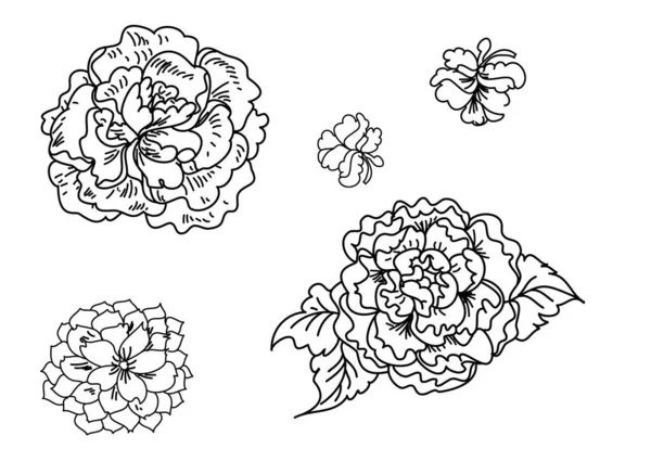 Free Hand Sakura Blomst Vektor Sæt Smuk Linje Kunst Fersken Stock ...