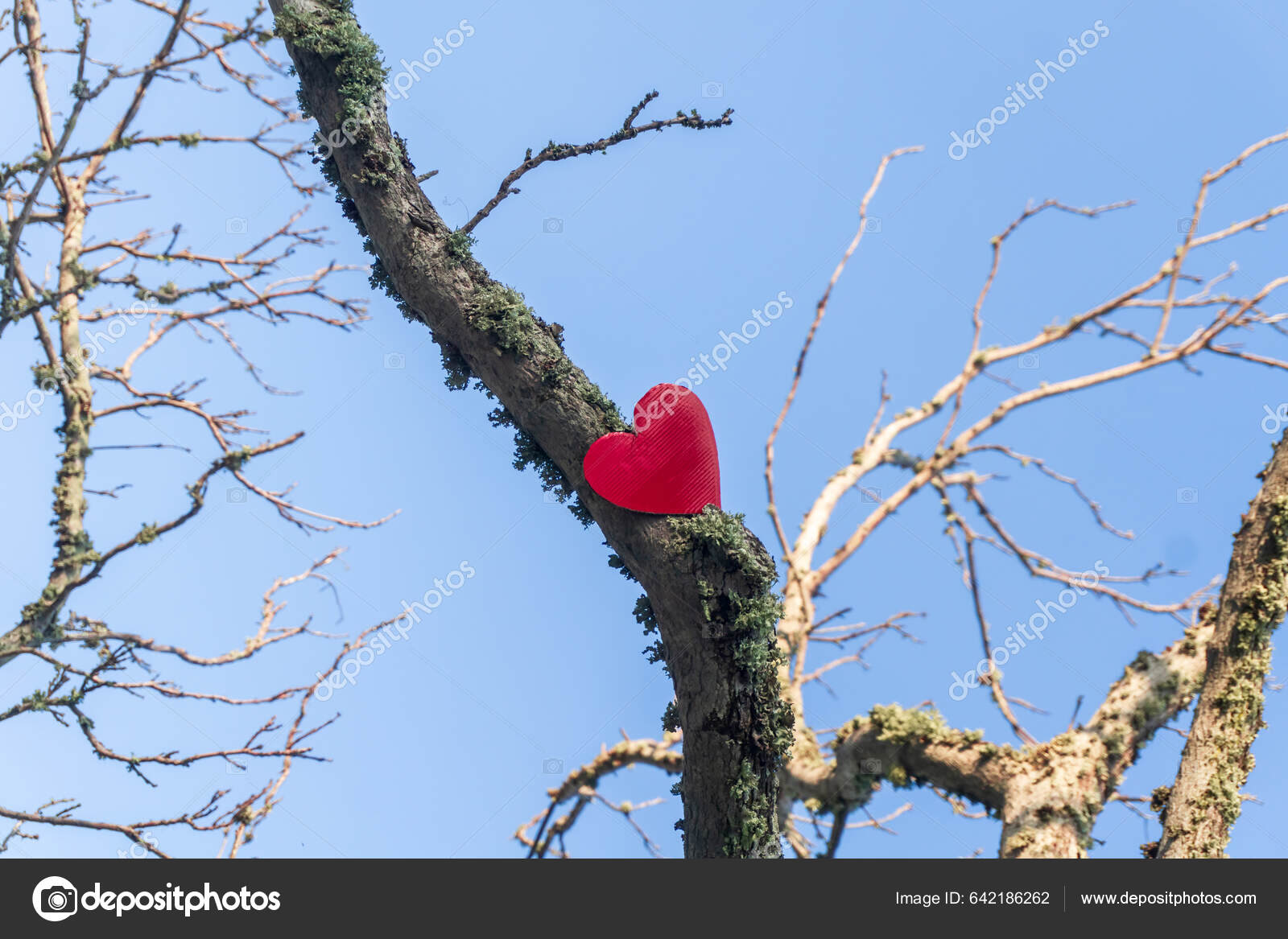 Red Heart Tree Branches Clear Sky — Stock Photo © Challlenger #642186262