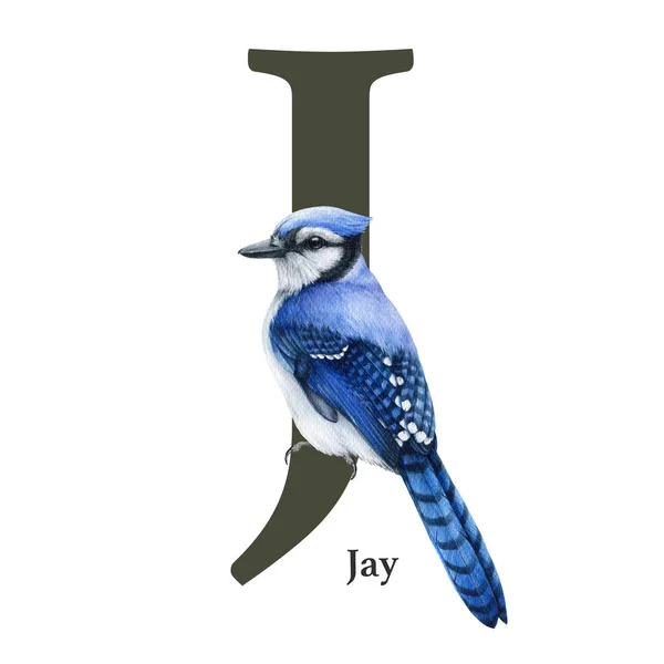 Blue jay calligraphy Stock Photos, Royalty Free Blue jay calligraphy ...