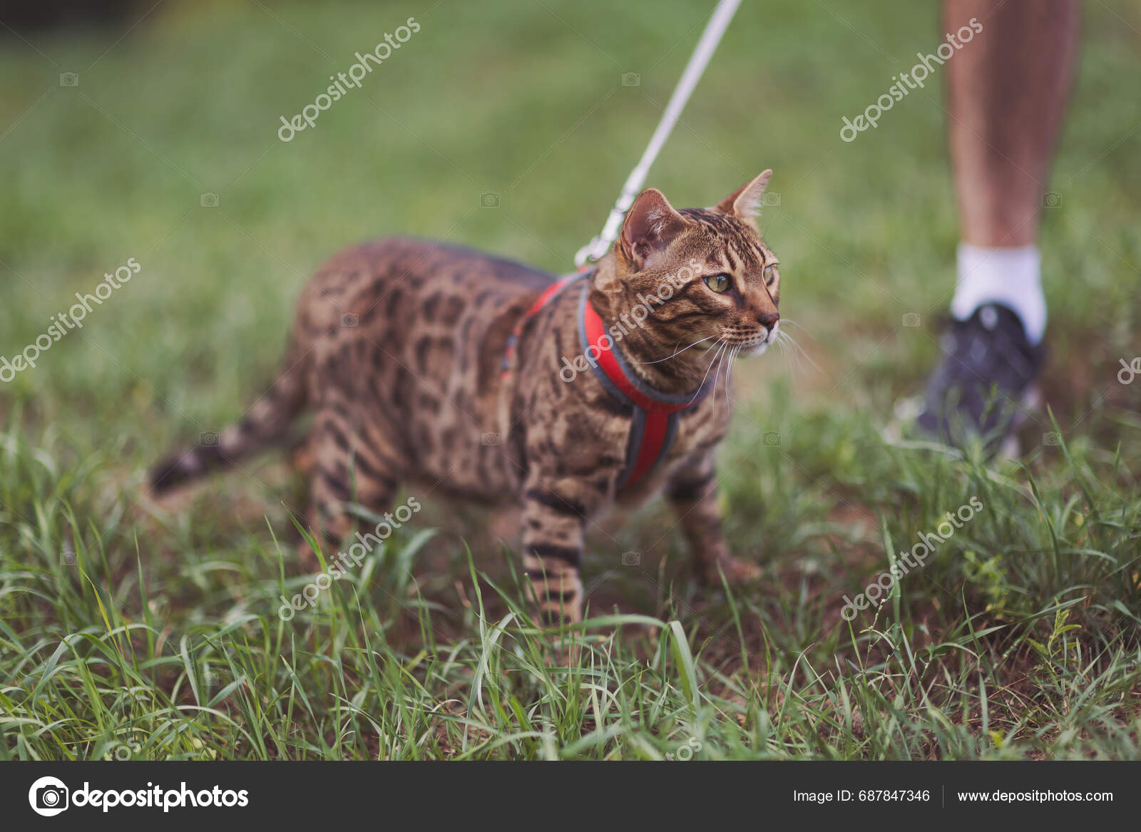 Domestic Bengal Cat Man Walks Park Pet Its Owner Walk Stock Photo by ...