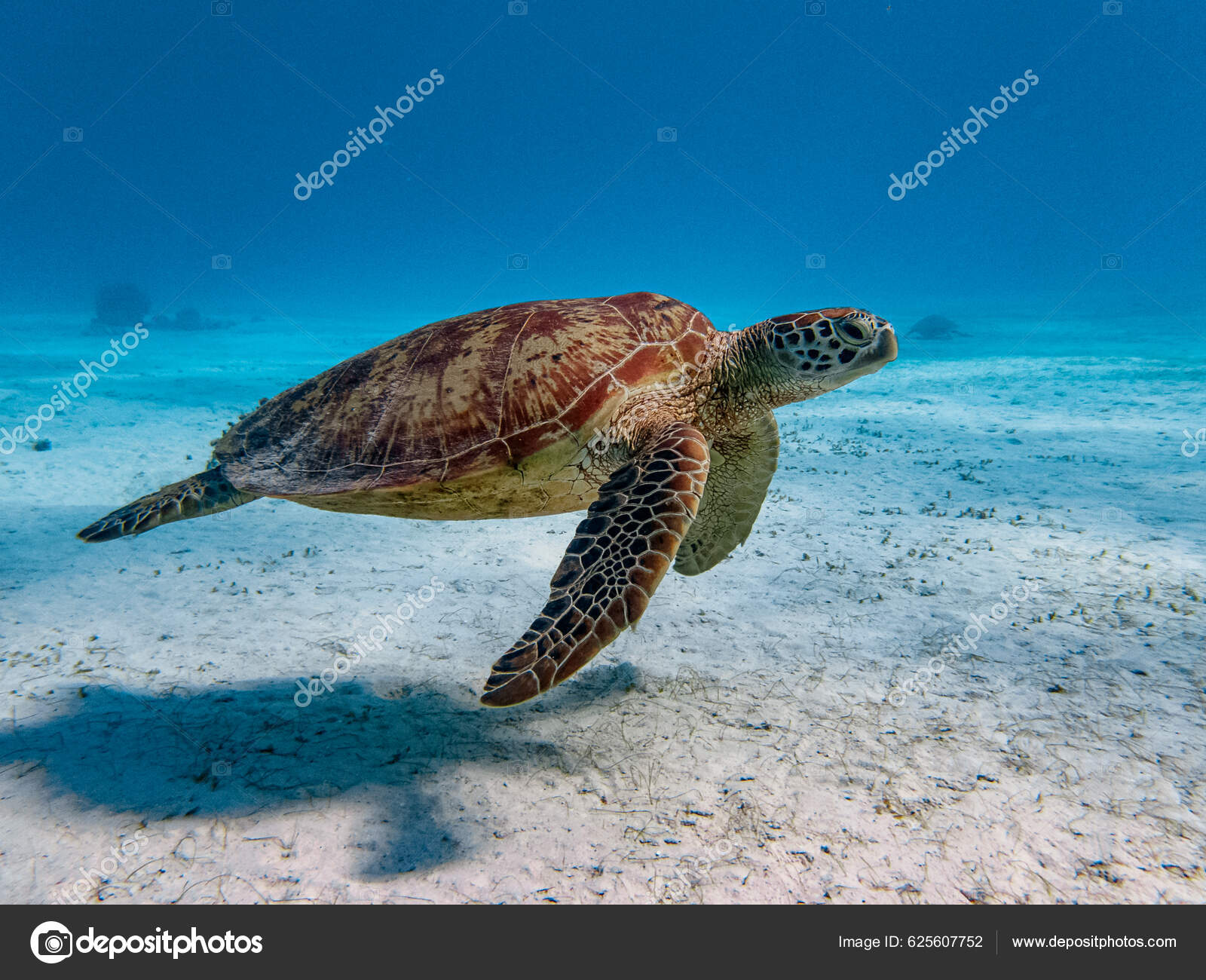 Sea Turtle Side View Green Sea Turtle (Chelonia Mydas) Our Beautiful