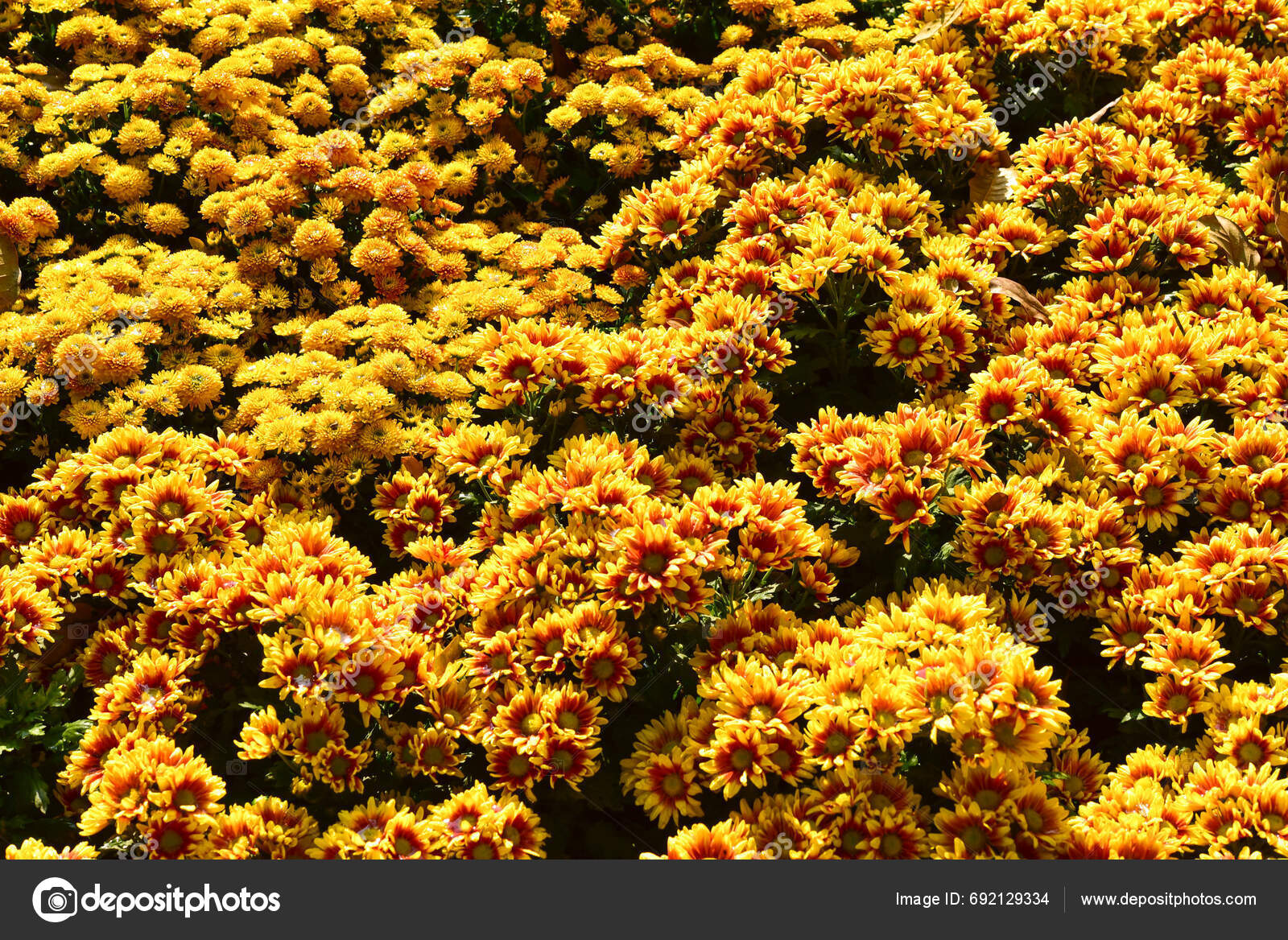 Chiang Rai Thailand December 2022 Asean Flower Festival Chiang Rai ...