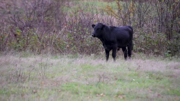 5,074 Hoofd stier Videos, Royalty-free Stock Hoofd stier Footage ...