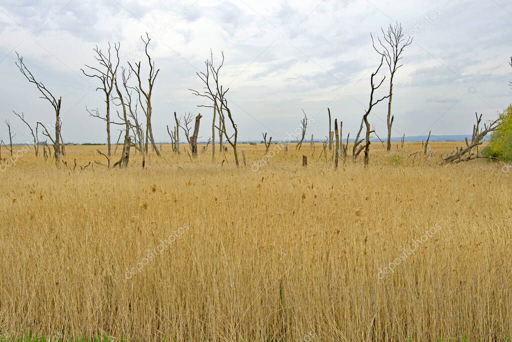 Alkborough flats es un sitio excelente para la observación de aves y la ...