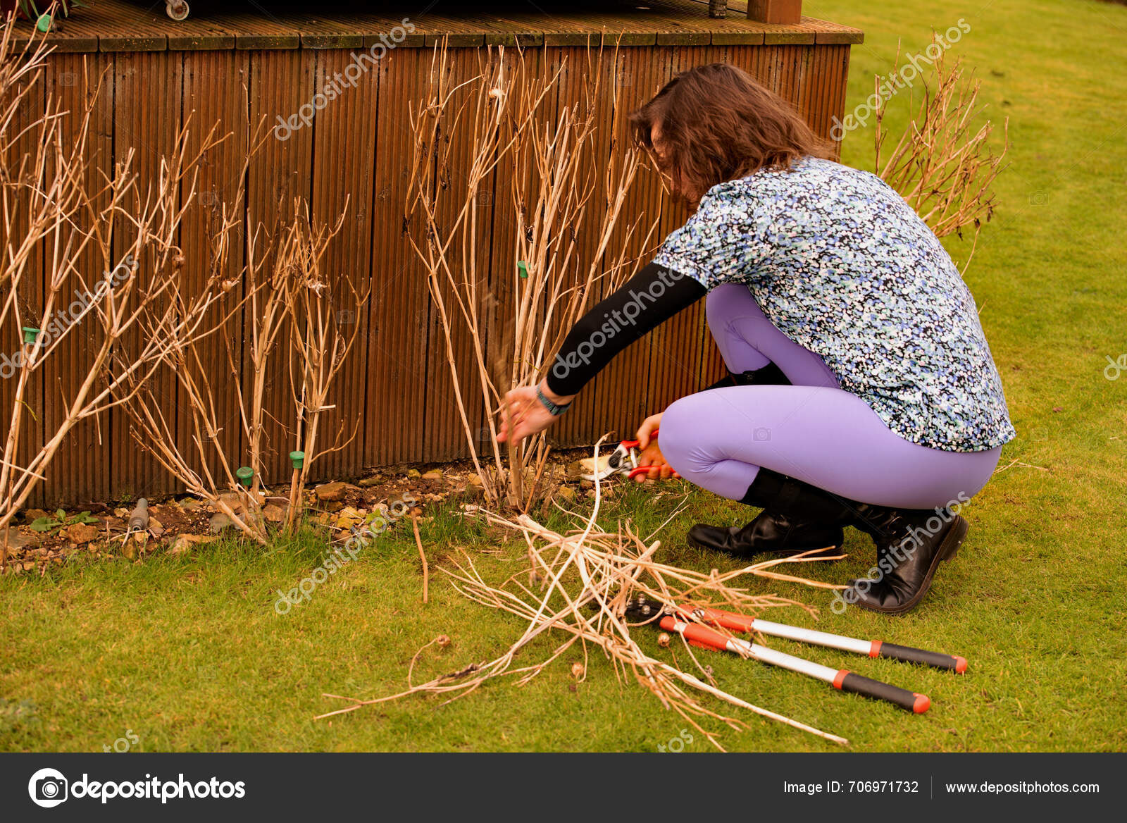Glamourous Brunette Lady Pictured Pruning Last Year's Dead Dahlia ...