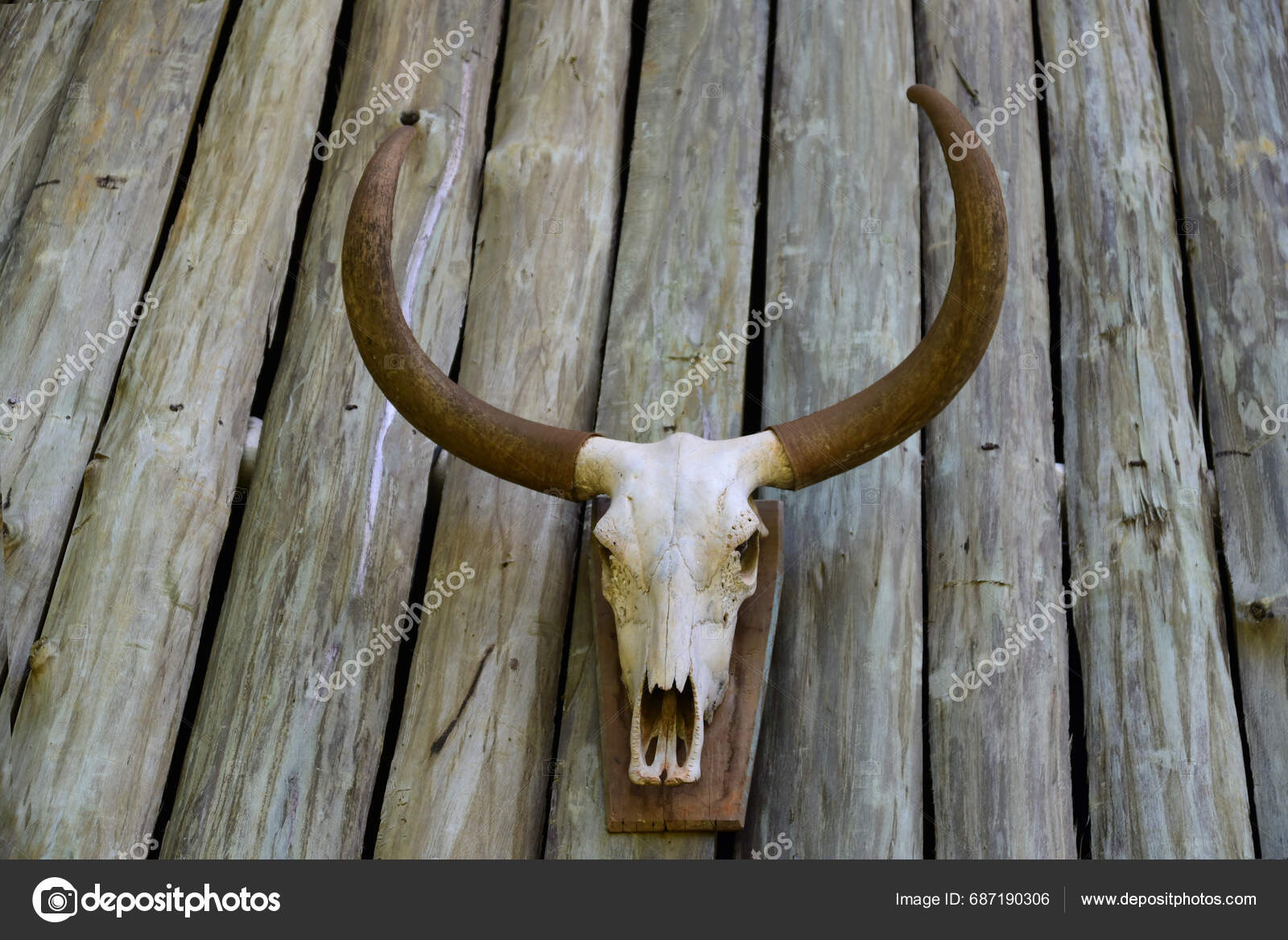 Decorative Bone Cow Skull Carcass Skeleton Image — Stock Photo ...
