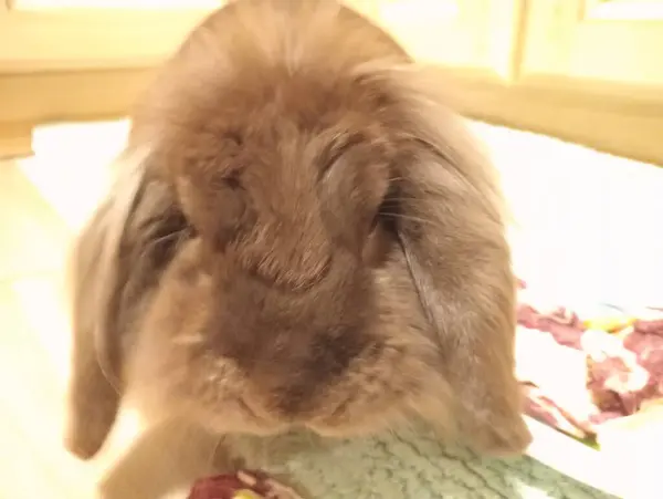 Çconejo se le cae el pelo fotos de stock, imágenes de Çconejo se le cae ...