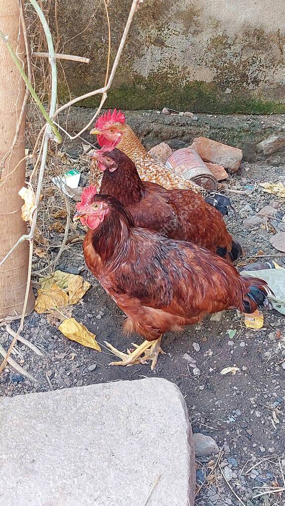 Tres pollos híbridos con plumas de color marrón oscuro a rojo ...
