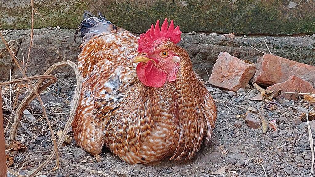 Un gallo gordo obeso de gran tamaño que descansa en la arena o el suelo ...