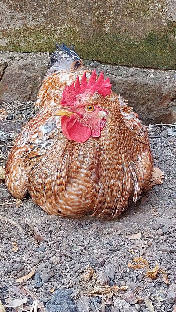 Un gallo gordo obeso de gran tamaño que descansa en la arena o el suelo ...