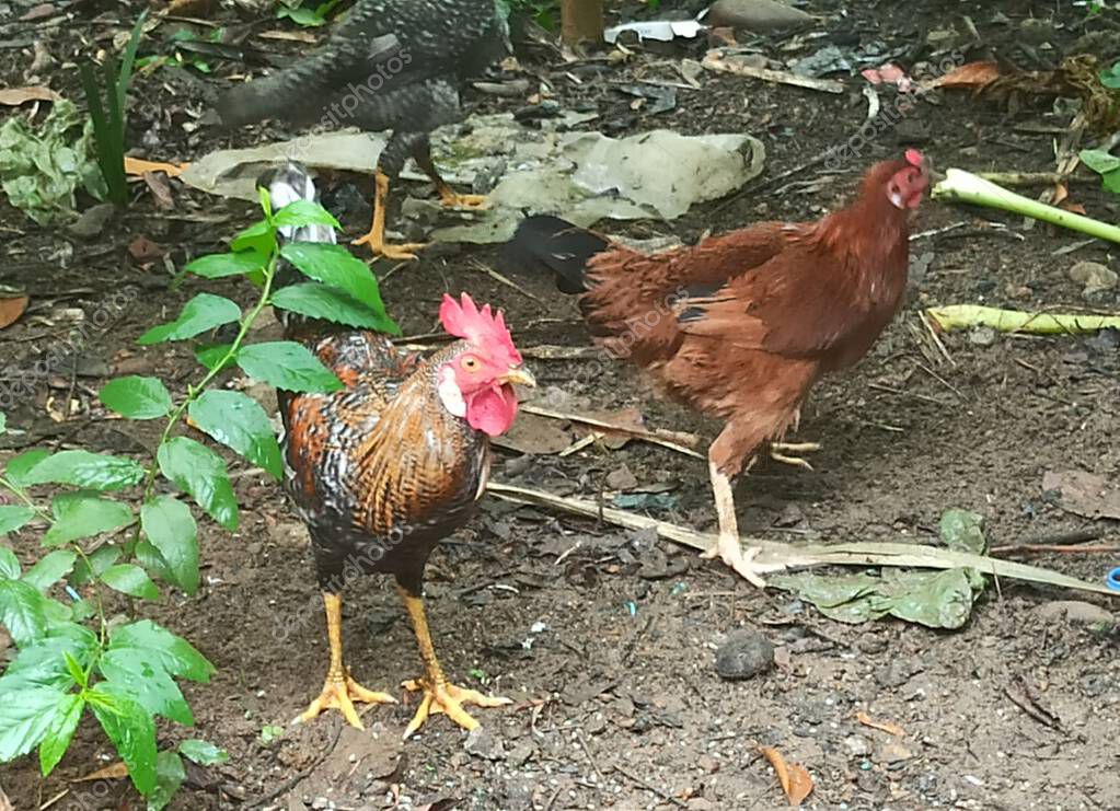 Varias imágenes de un gallo con hermosas plumas multicolores ...