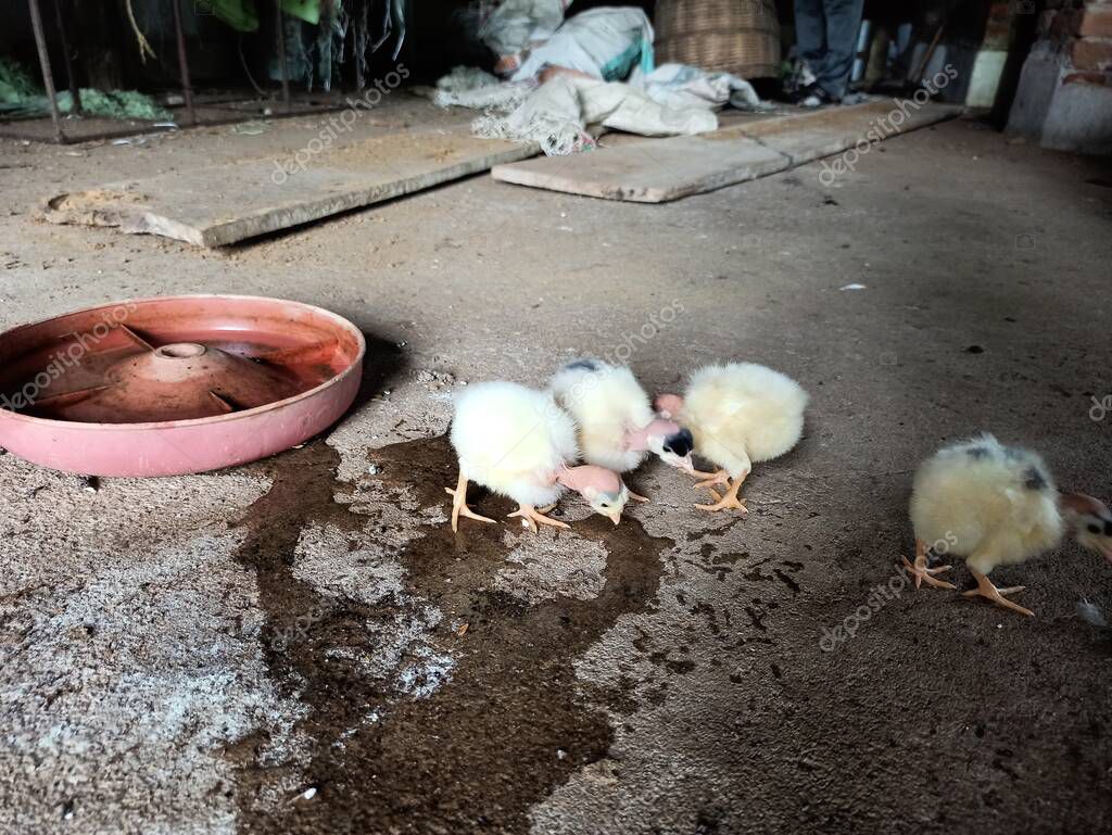Un grupo de polluelos de raza turca o cuello desnudo blanco picoteando ...
