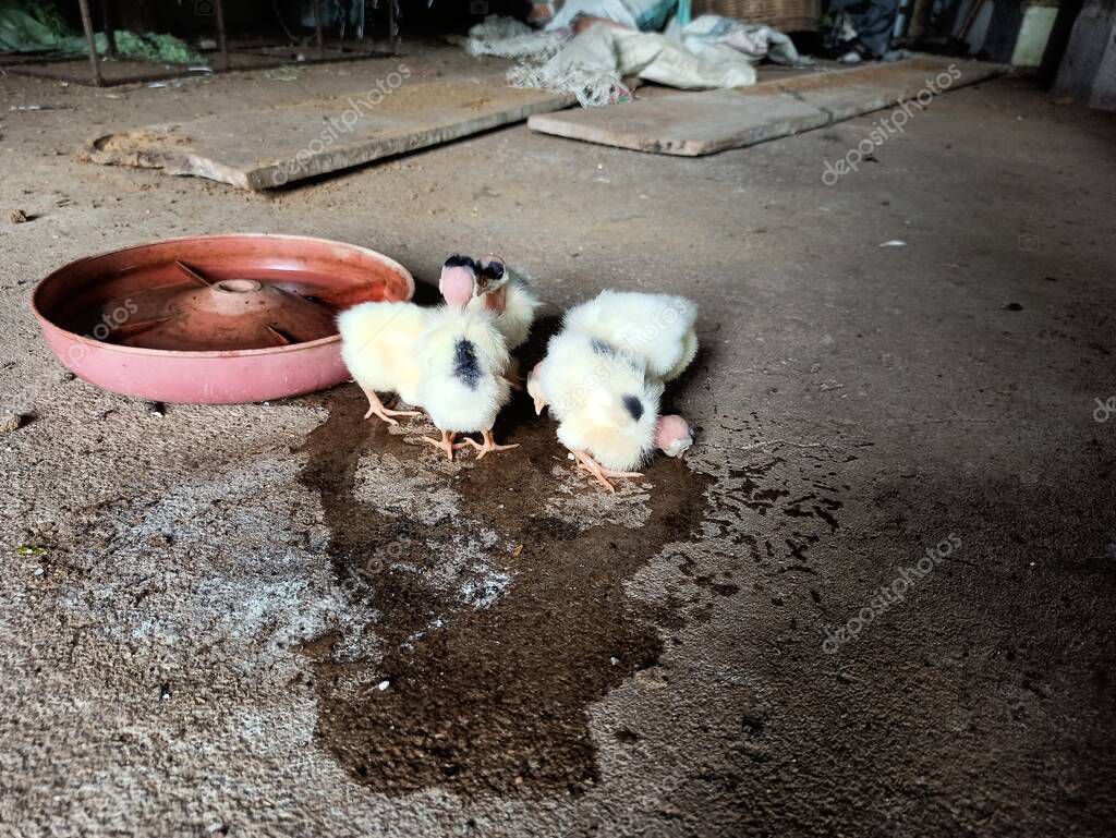 Un grupo de polluelos de raza turca o cuello desnudo blanco picoteando ...