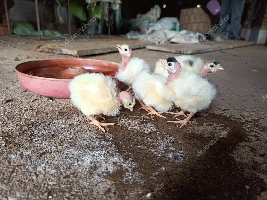 Un grupo de polluelos de raza turca o cuello desnudo blanco picoteando ...