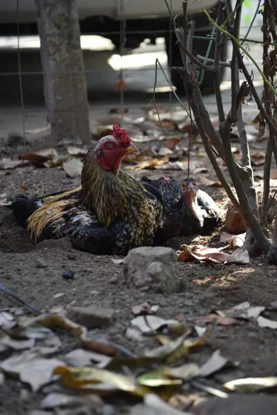 Gallo grande de Aseel y gallina disfrutando de un baño de polvo natural ...