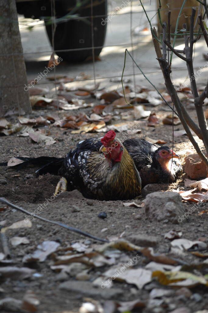 Gallo grande de Aseel y gallina disfrutando de un baño de polvo natural ...