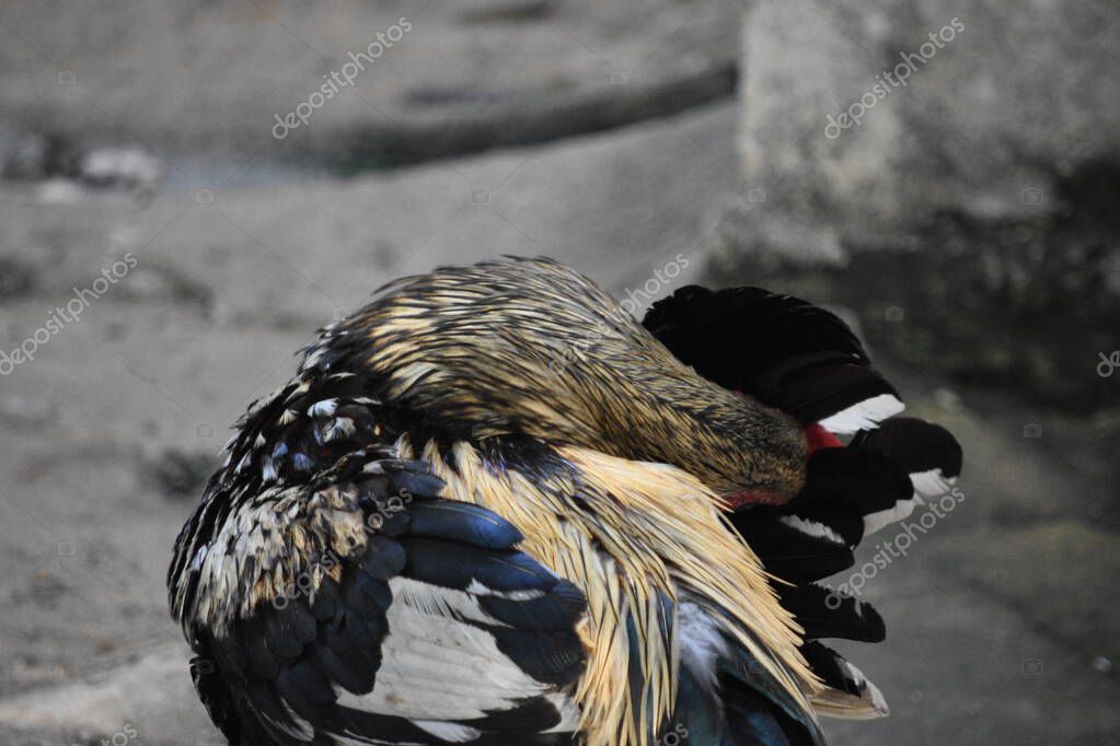 Plumas de preparación de gallos grandes de Aseel (Asil) usando pico ...