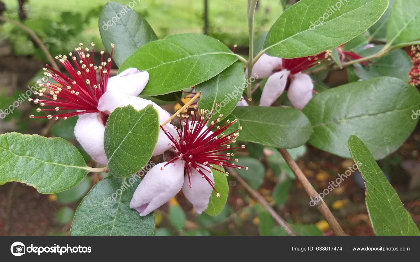 Flowering Feijoa Tree Beautiful Botanical Shot Natural Wallpaper ...