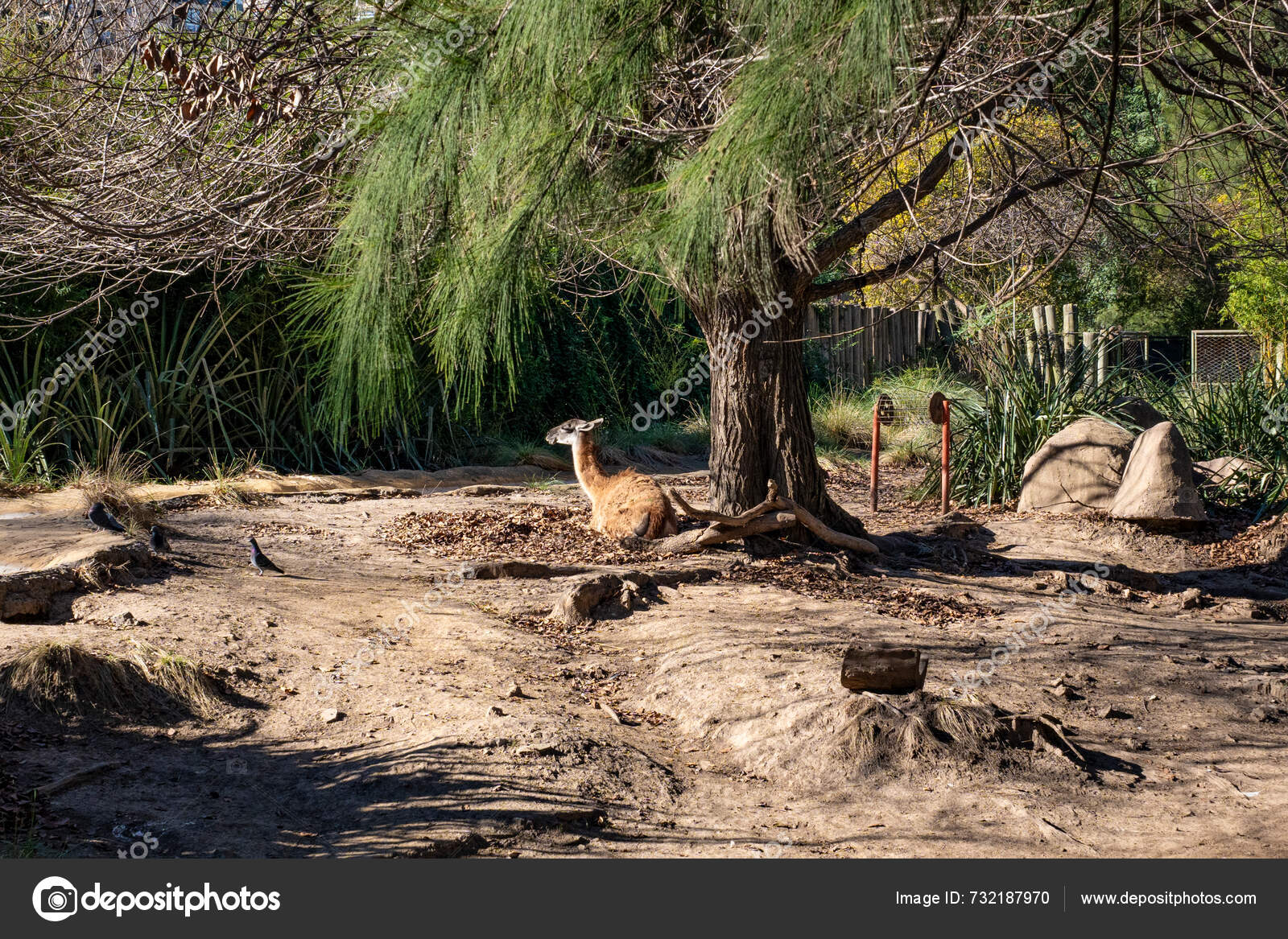 Buenos Aires Argentina Junho 2024 Guanaco Novo Ecoparque Zoológico ...