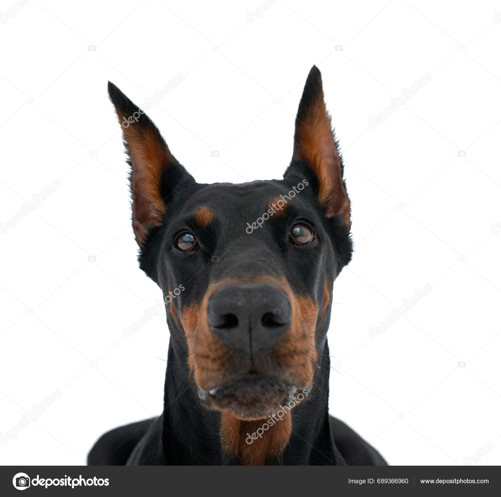 Beautiful Dobermann Dog Head Looking Camera Front View Isolated White ...