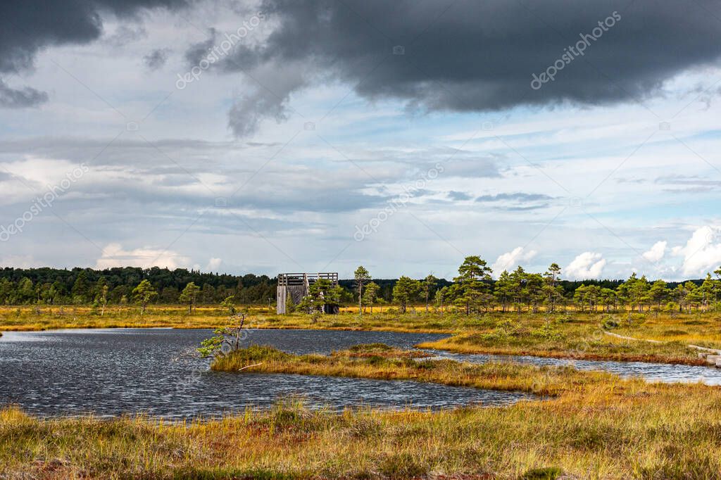 lago de pantano, pinos de pantano y vegetación tradicional de pantano ...
