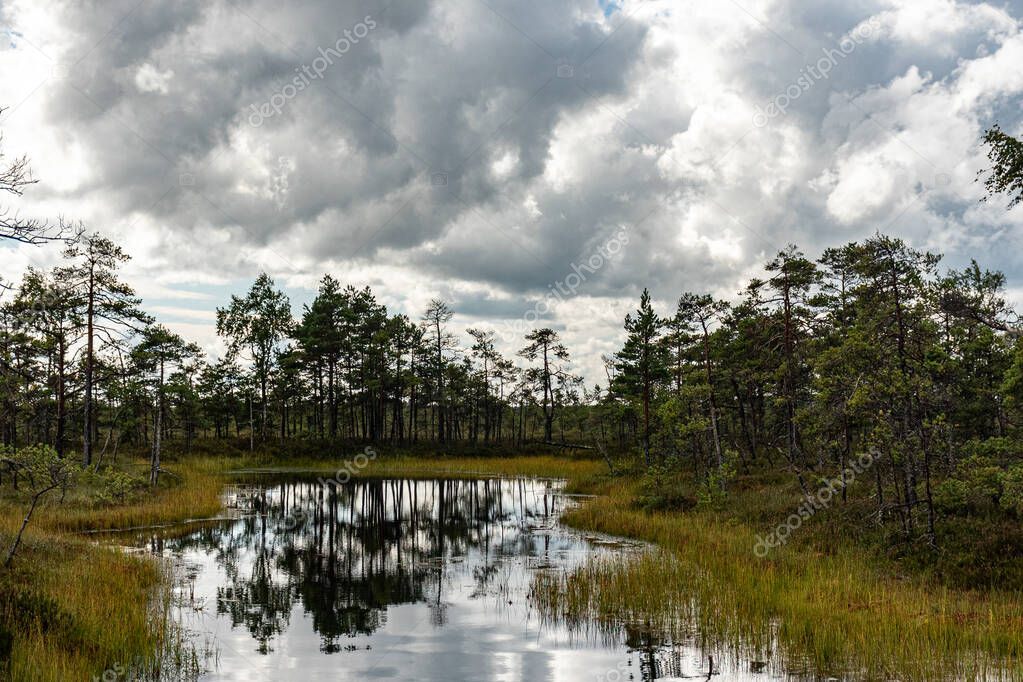 lago de pantano, pinos de pantano y vegetación tradicional de pantano ...