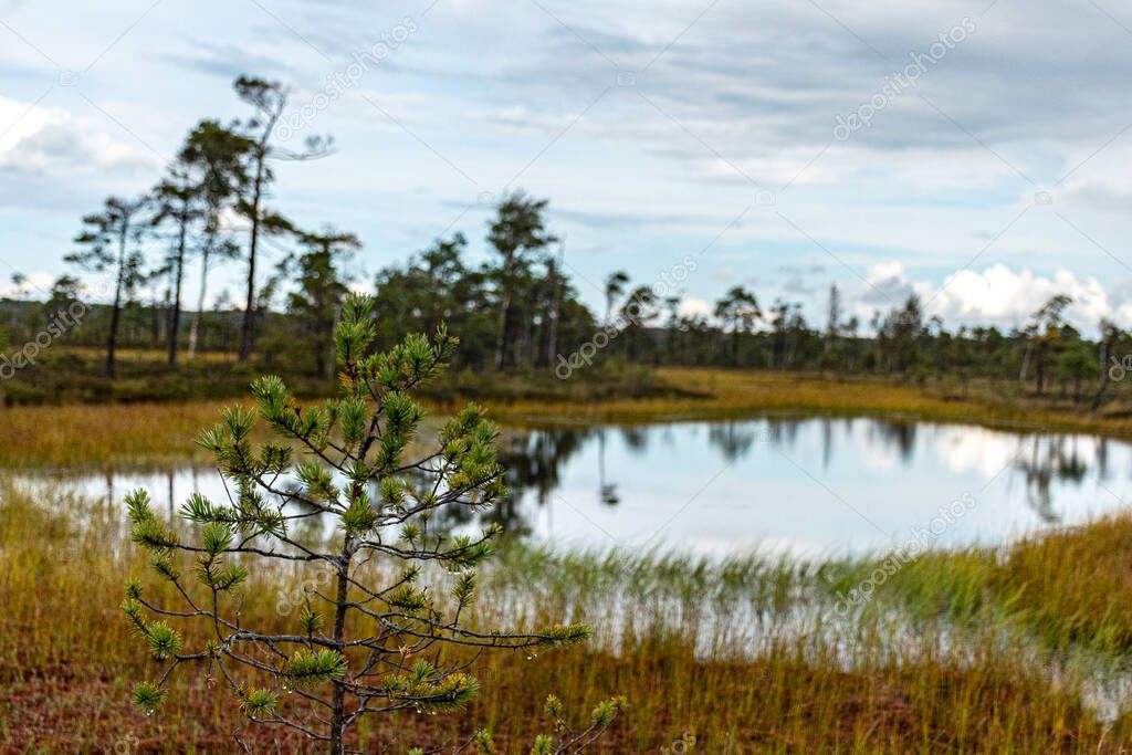lago de pantano, pinos de pantano y vegetación tradicional de pantano ...