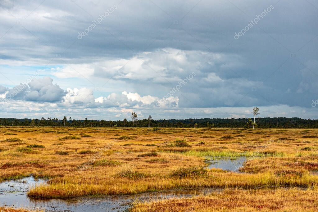 lago de pantano, pinos de pantano y vegetación tradicional de pantano ...